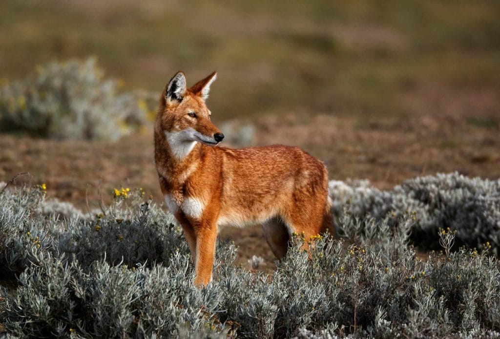10 Captivating Animals Exclusive to Africa - Blerds